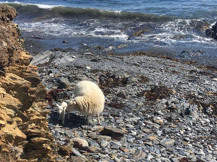 Canadian sheep spend winters on an island | Salisbury Post