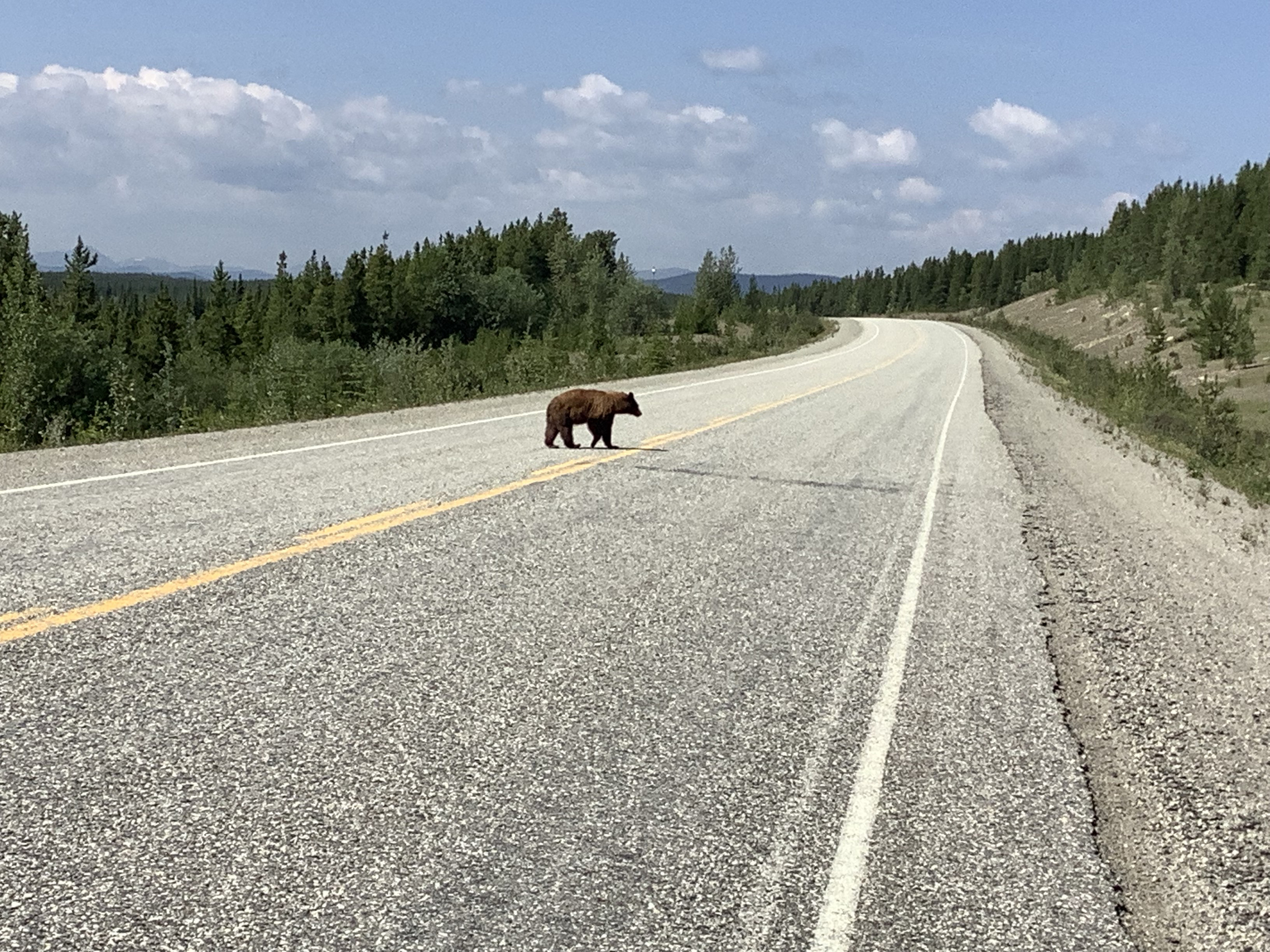 David Freeze: Grizzly encounter requires fast getaway | Salisbury Post