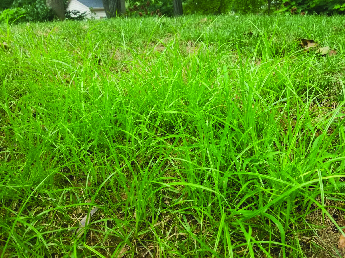 Darrell Blackwelder: How do I get rid of this prolific weed ...