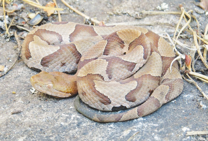 Snake in the grass: A recent copperhead bite points to a trend ...