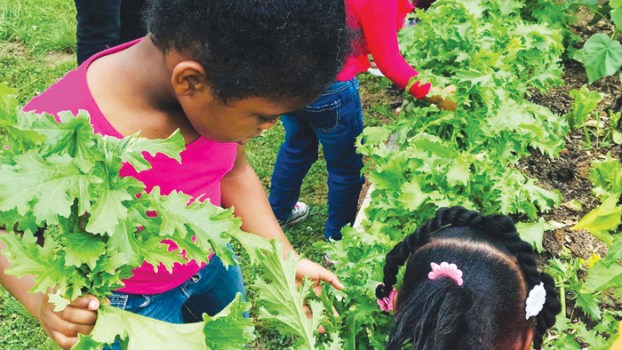 Happy Roots puts Salisbury on the (garden) map - Salisbury Post ...