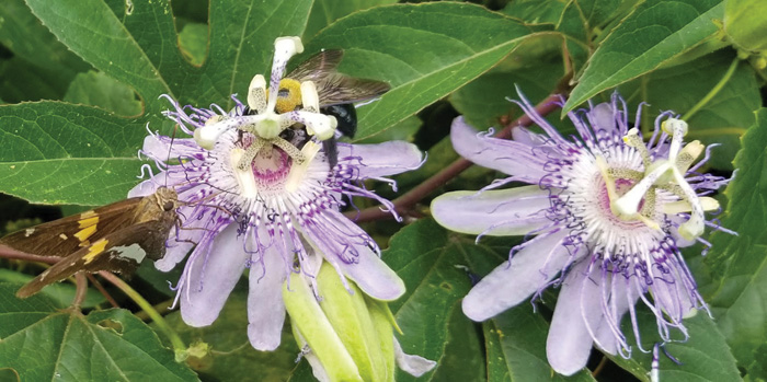 Darrell Blackwelder: Passionflower, a.k.a. Maypop | Salisbury Post