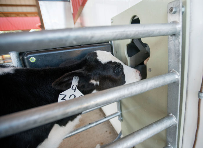 Robot calf feeder brings efficiency at Piedmont Research Station ...