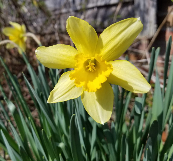 Darrell Blackwelder: Time to plant bulbs for spring blossoms | Salisbury Post
