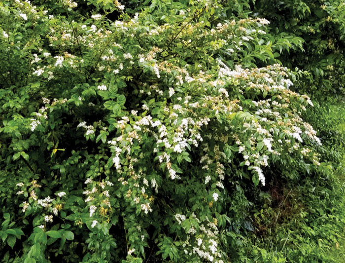 Privet Hedge In Bloom