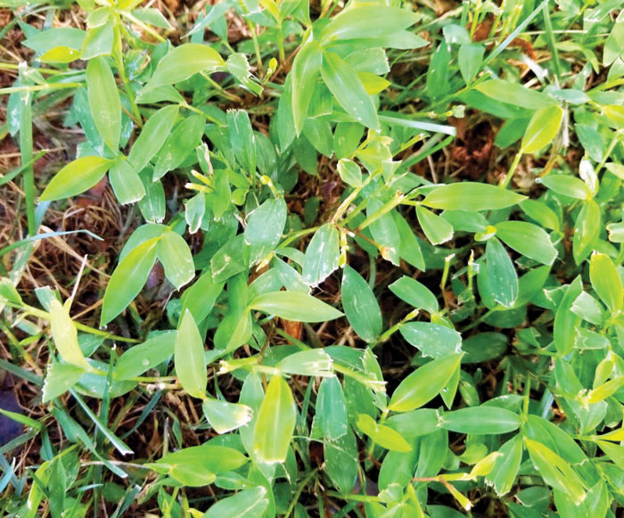 Controlling crabgrass, Japanese stiltgrass | Salisbury Post