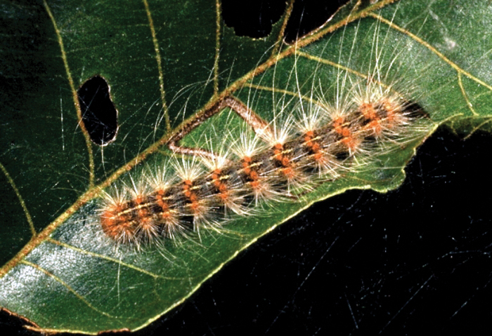 Darrell Blackwelder column: Fall webworms are making their presence ...