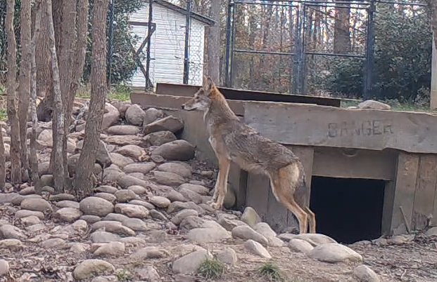 Rowan Wild renovating red wolf habitat, plan to have more wolves in 2024 | Salisbury Post