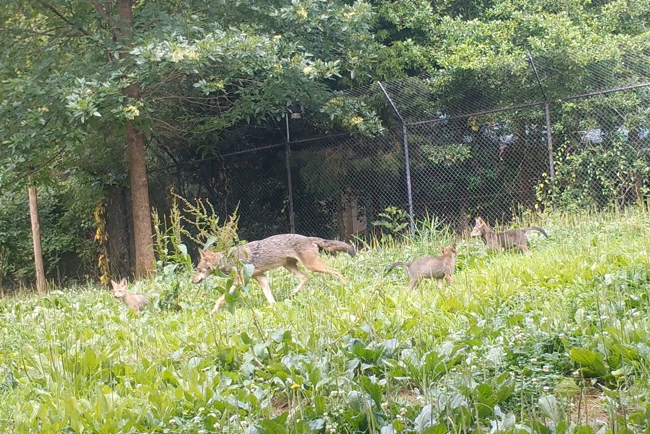 Dan Nicholas hopeful for new red wolf pups in April as wildlife ...
