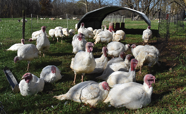 Turkeys on ‘cute urban farms’ grow even as land gobbled up | Salisbury Post