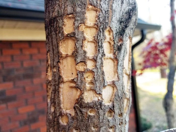 Sapsucker Damage