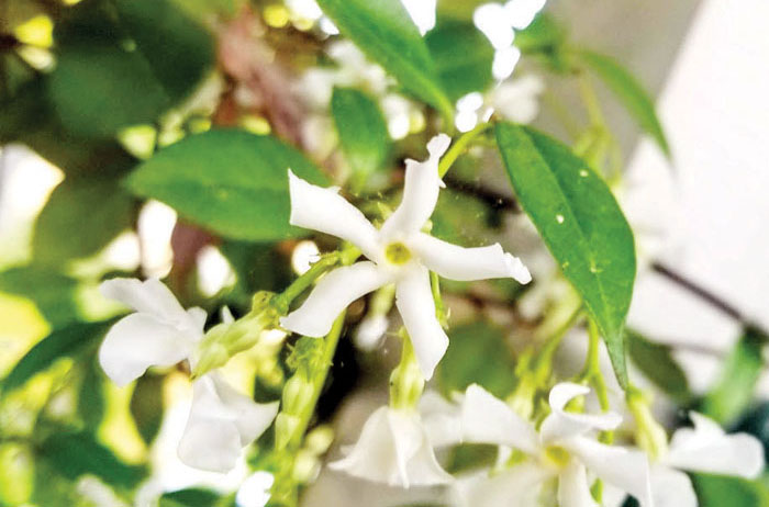 Darrell Blackwelder column: Confederate jasmine is a blooming vine that ...