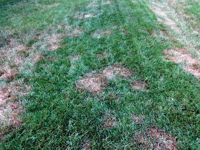 Controlling brown patch | Salisbury Post