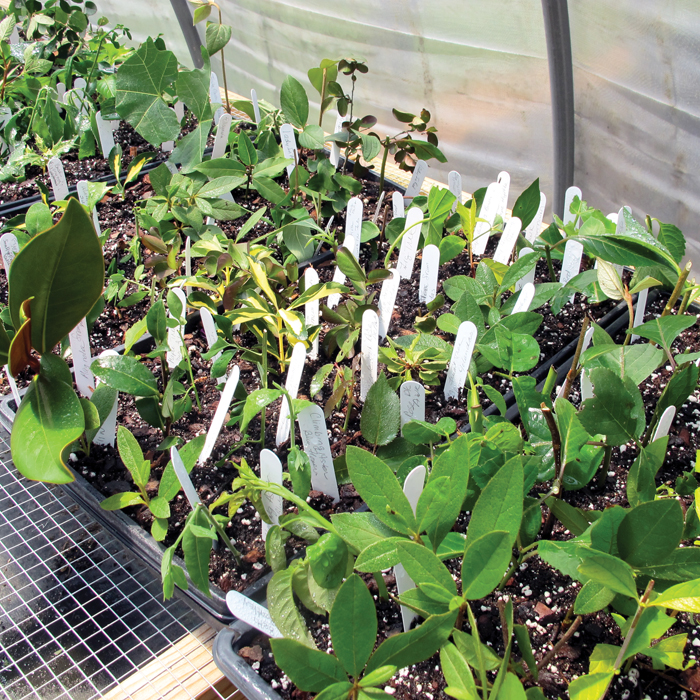 Plant propagation with the Rowan County Master Gardeners | Salisbury Post