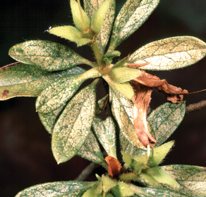 Darrell Blackwelder column: Azalea lace bug | Salisbury Post
