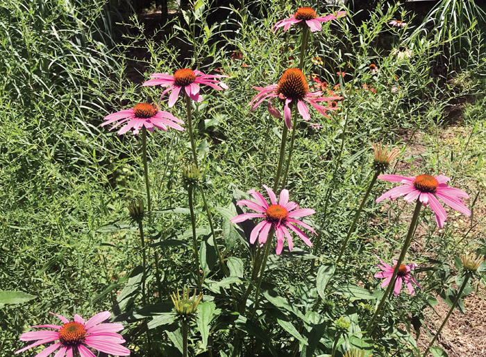 Pollinators and summer blooming flowers are loving the heat | Salisbury ...