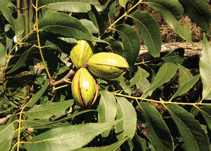 Darrell Blackwelder column: Pecan tree crops can vary from year to year ...