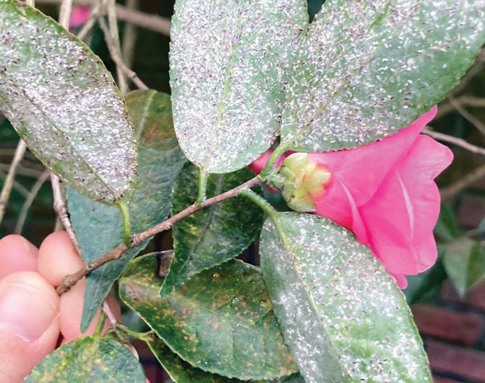 Darrell Blackwelder column: What to do for tea scale infestation on ...