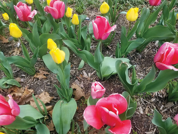 Darrell Blackwelder column: Questions about a second season for tulips ...