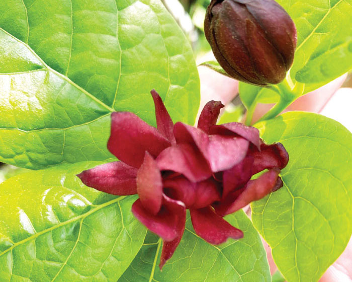 Amy-Lynn Albertson column: Native plants for your landscape | Salisbury ...