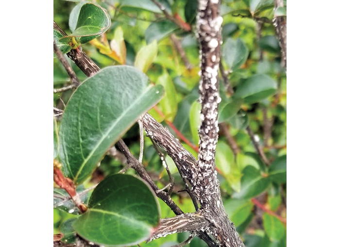 Darrell Blackwelder column: Controlling crape myrtle bark scale | Salisbury Post
