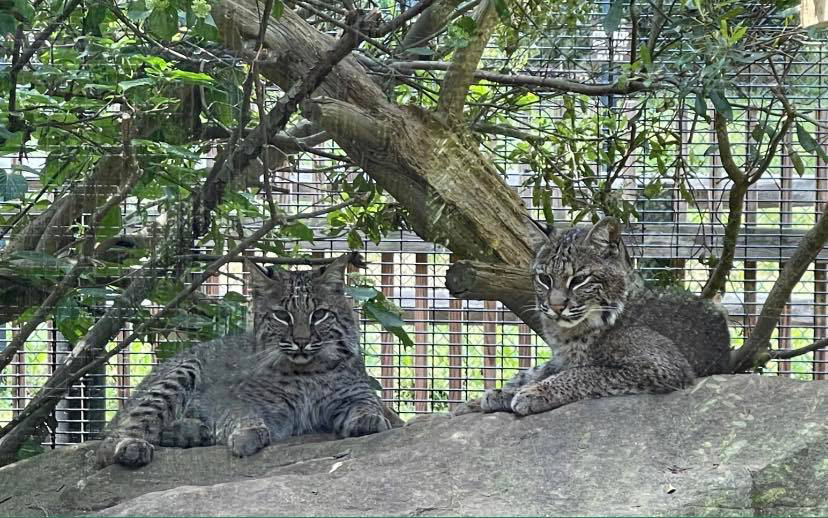 Rowan Wild at Dan Nicholas Park welcomes new bobcats | Salisbury Post
