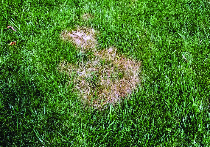 Darrell Blackwelder column: What to do about brown patch in fescue | Salisbury Post