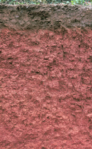 Farmers Day: What makes local farms so great? The secret’s in the soil ...