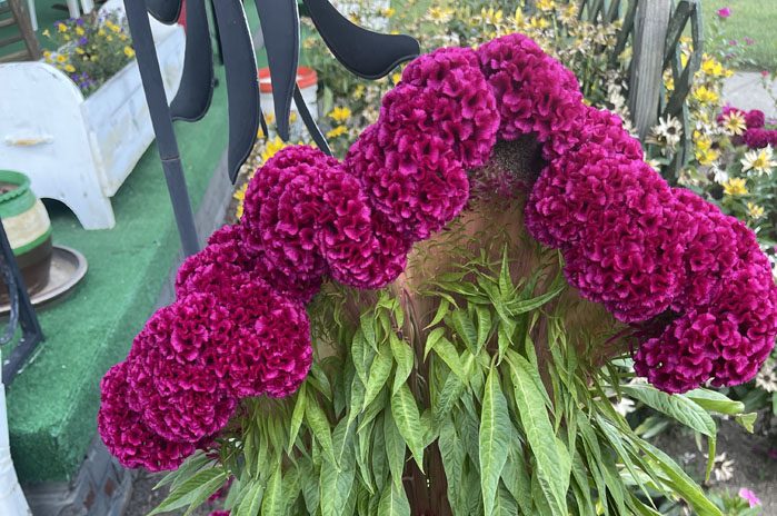 Kannapolis garden produces cockscomb flower of the ages | Salisbury Post