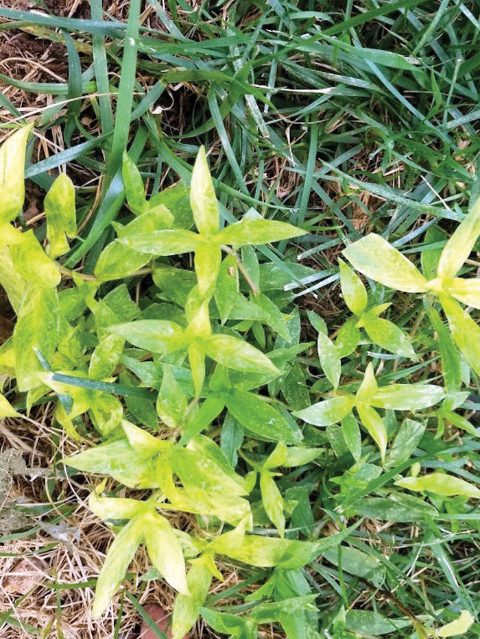 H&G Q&A: Controlling unwanted growth, pruning shrubs | Salisbury Post