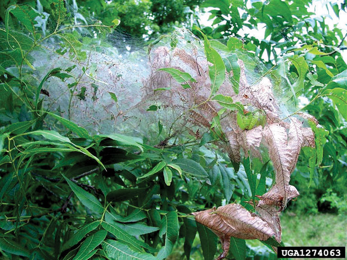 Darrell Blackwelder: Fall webworms are making an appearance | Salisbury ...