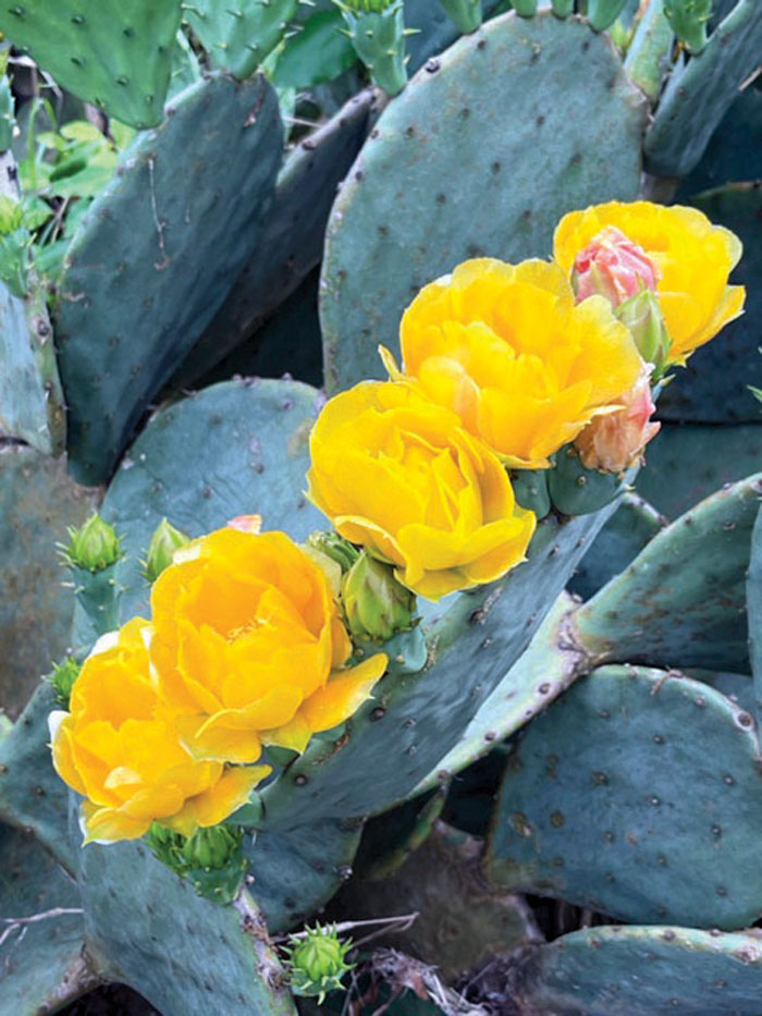 Darrell Blackwelder: Prickly pear cactus is an interesting plant ...