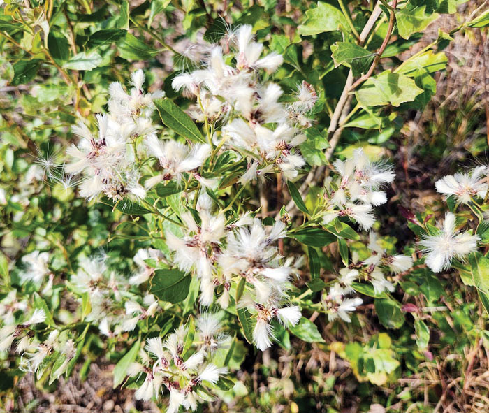 Darrell Blackwelder: Silverling trees has white- or cream-colored ...
