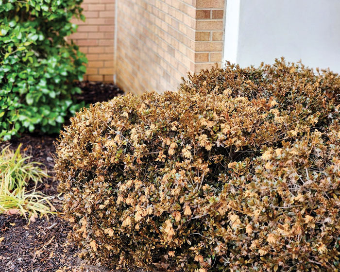 Darrell Blackwelder: Cold damage on shrubs | Salisbury Post