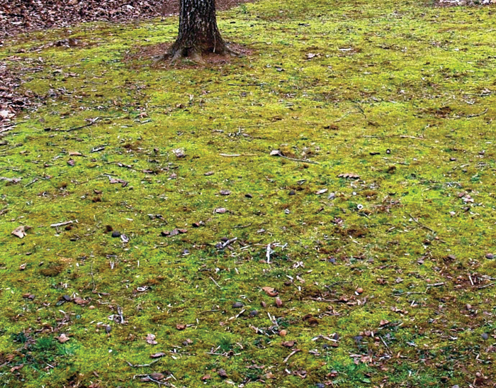 Darrell Blackwelder: Moss problems in lawns | Salisbury Post
