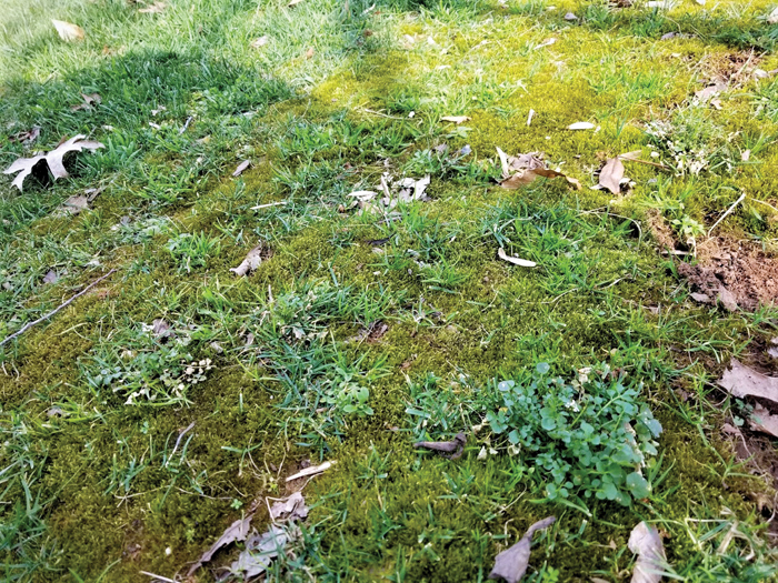 Darrell Blackwelder: Moss problems in lawns | Salisbury Post