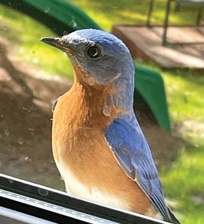 Ann Farabee: The bluebird | Salisbury Post