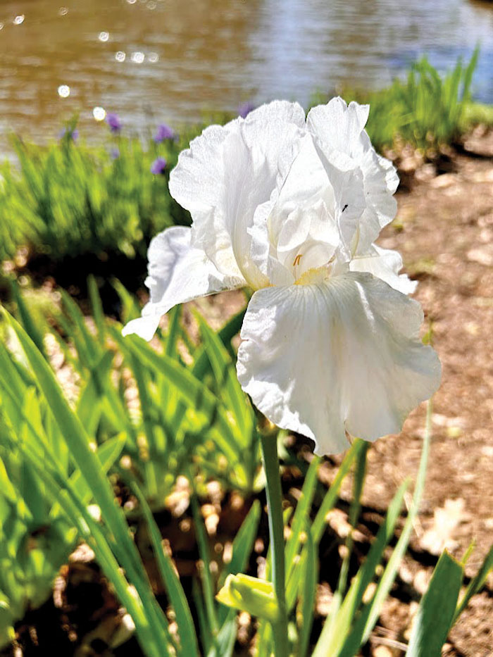 Darrell Blackwelder: Irises are in full bloom | Salisbury Post