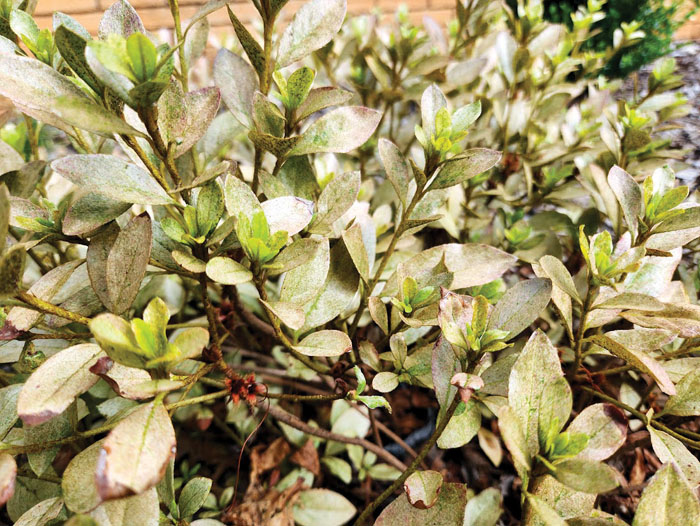 Darrell Blackwelder: Controlling azalea lace bugs - Salisbury Post ...