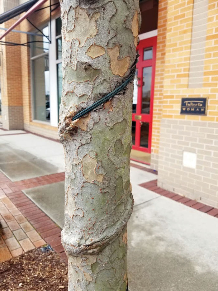 Darrell Blackwelder: String trimmers, wire can cause bark damage ...