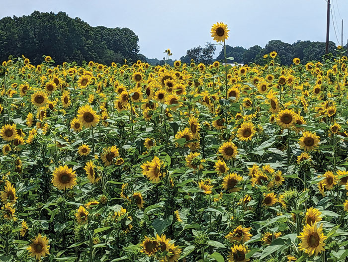 Historic farm offers sunflower field for family photo-ops | Salisbury Post