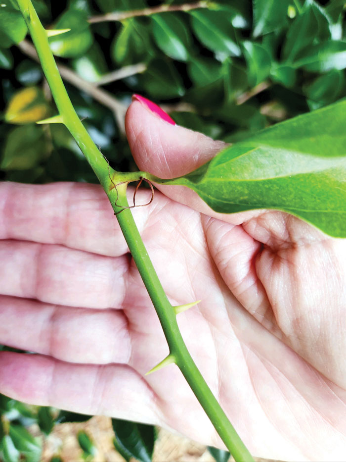 Darrell Blackwelder: Smilax is a tough vine | Salisbury Post