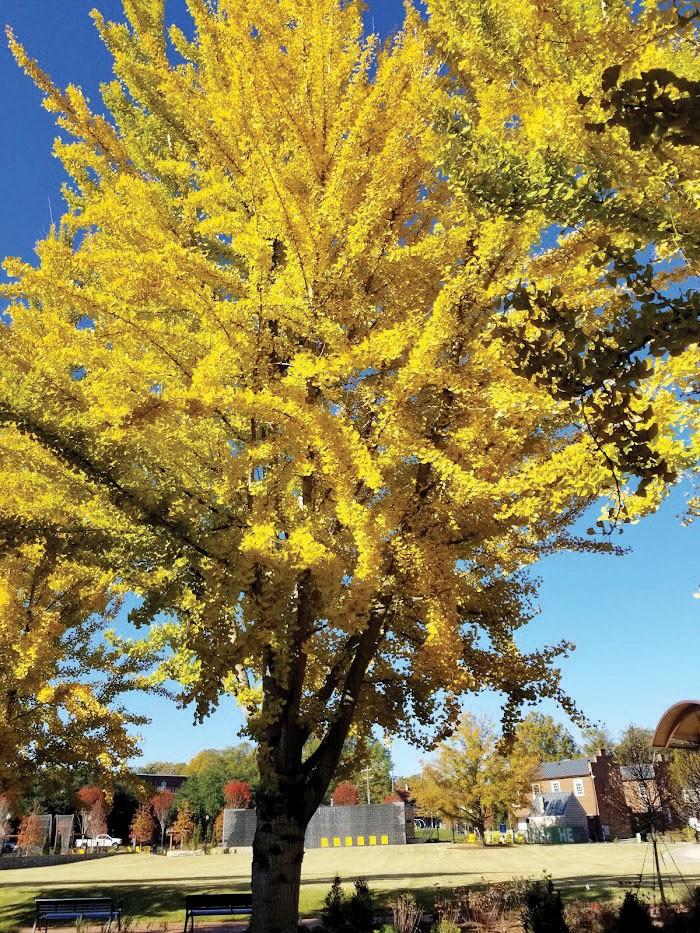 Darrell Blackwelder: True hue: Trees are showing fall colors ...