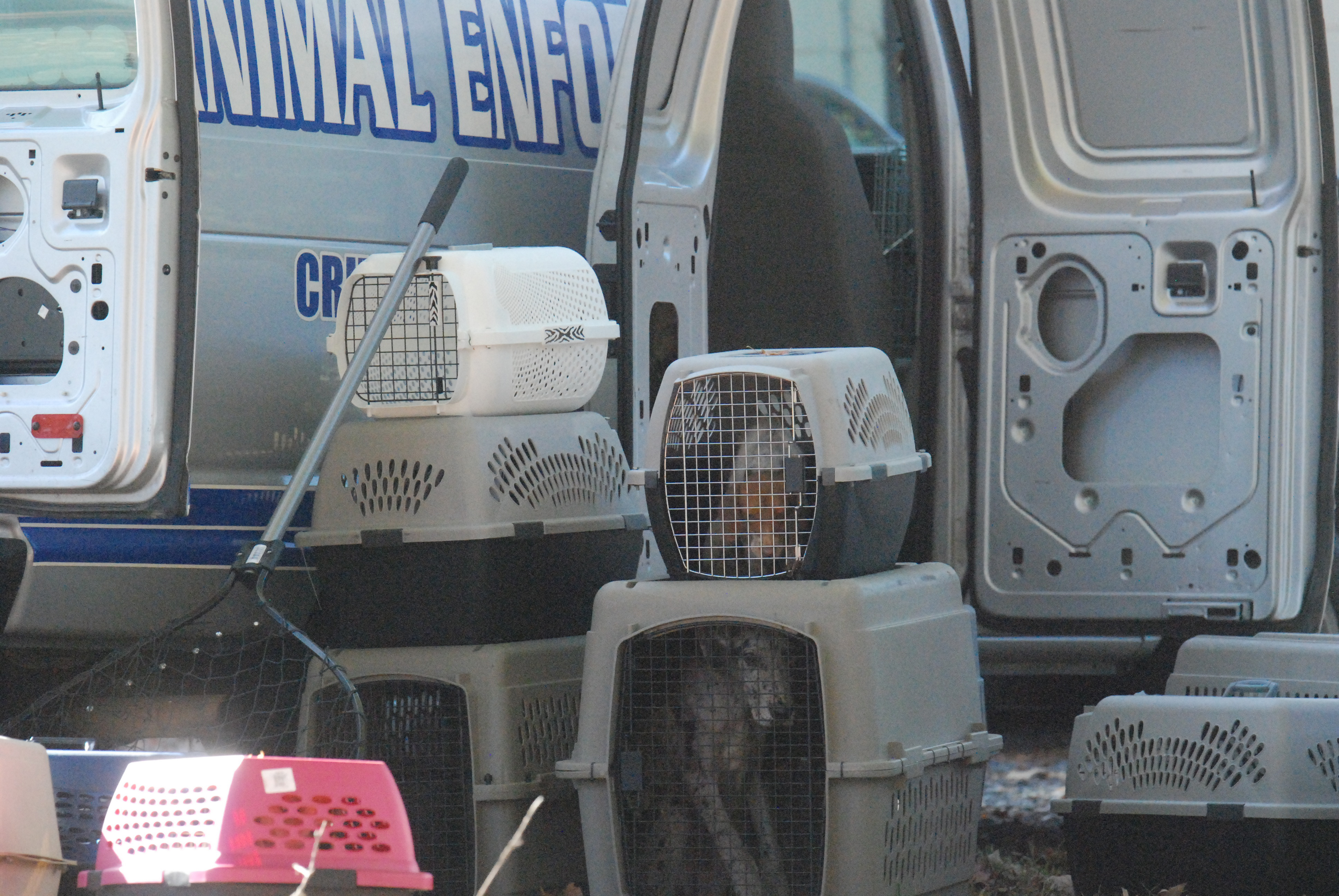Animal Enforcement seizes animals from home after alleged abuse ...