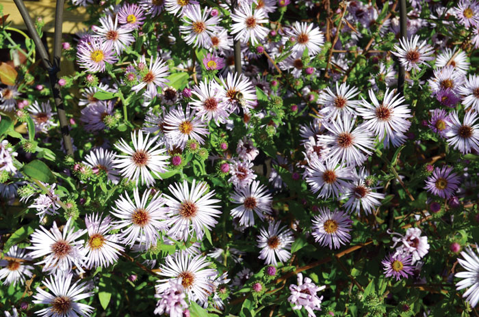 Darrell Blackwelder: Climbing aster is a vine that can provide fall ...