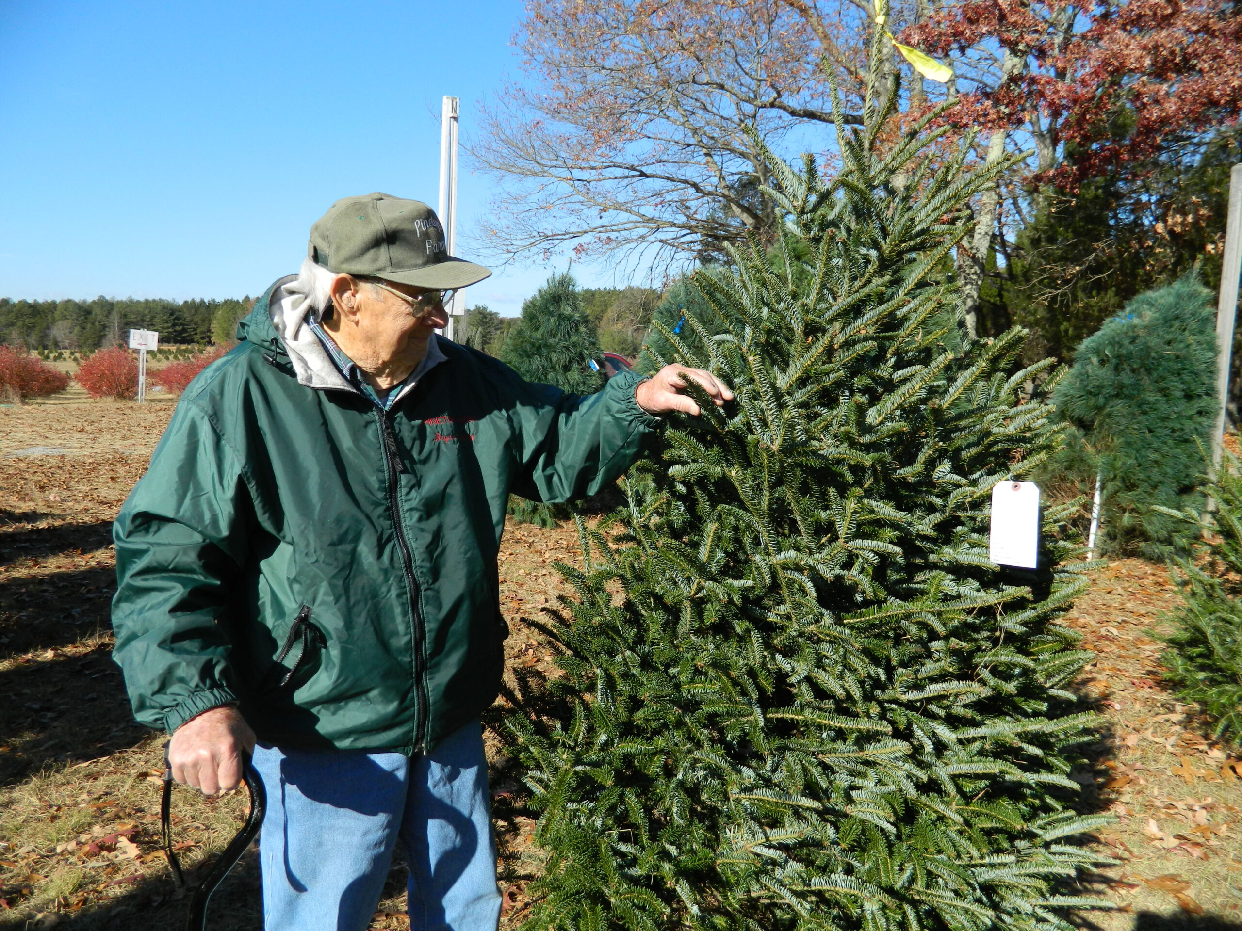 Have fun at Christmas tree farm: Tips offered on selecting and keeping ...