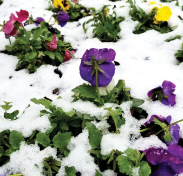 Darrell Blackwelder: Winter pansy care - Salisbury Post | Salisbury Post