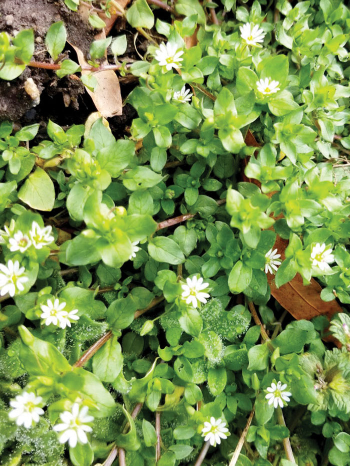 Darrell Blackwelder: Winter weed control | Salisbury Post