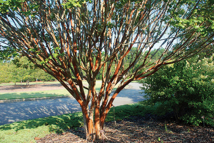 Amy-Lynn Albertson: Stop crape murder | Salisbury Post