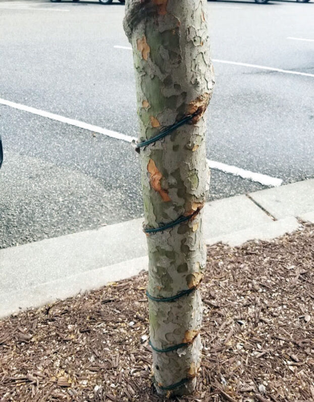 Darrell Blackwelder: Bark damage is the No. 1 killer of many trees ...